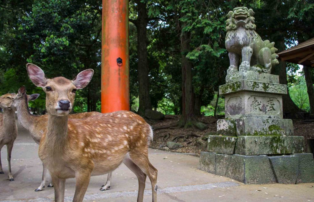 The 8 Most Unique Places To Visit In Nara In 2025