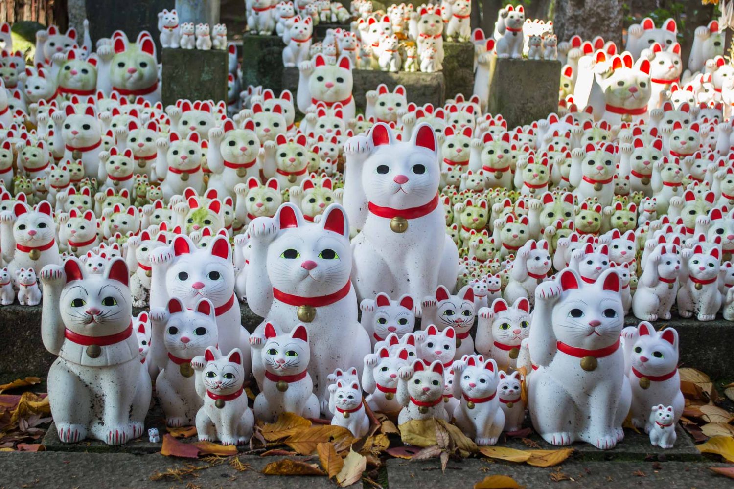 Gotokuji Temple - How To Visit The Lucky Cat Temple in Tokyo