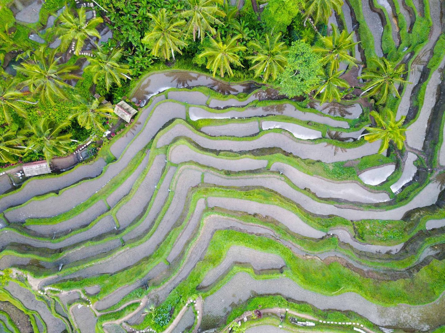 The 10 Most Beautiful Rice Terraces You Must Visit In Bali In 2025