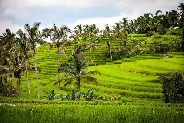 The 10 Most Beautiful Rice Terraces You Must Visit In Bali In 2025