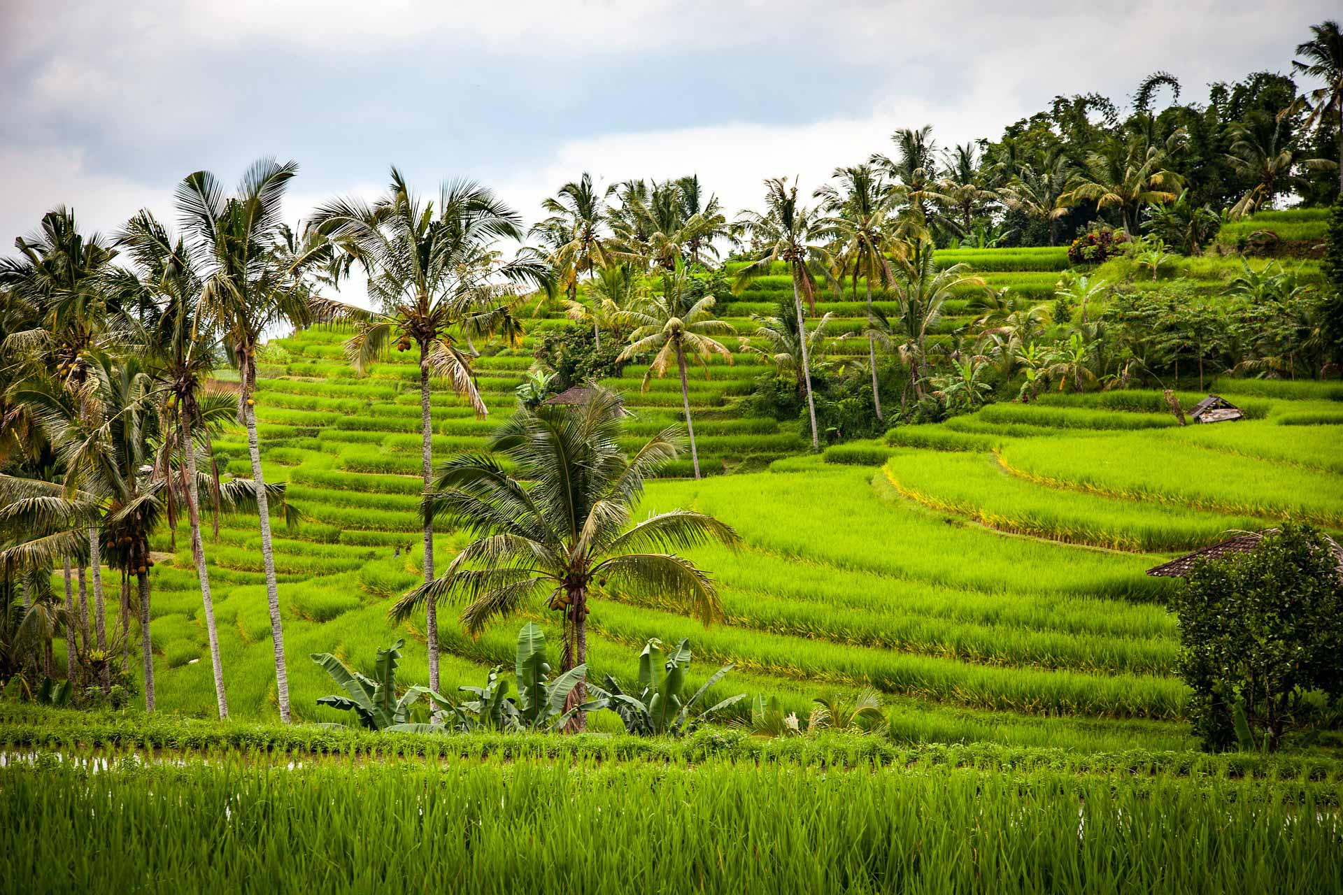 The 10 Most Beautiful Rice Terraces You Must Visit In Bali In 2025