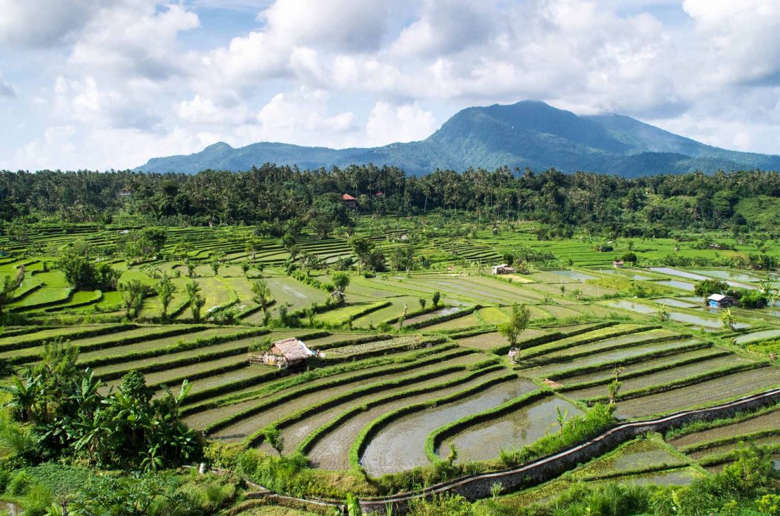 The 10 Most Beautiful Rice Terraces You Must Visit In Bali In 2025