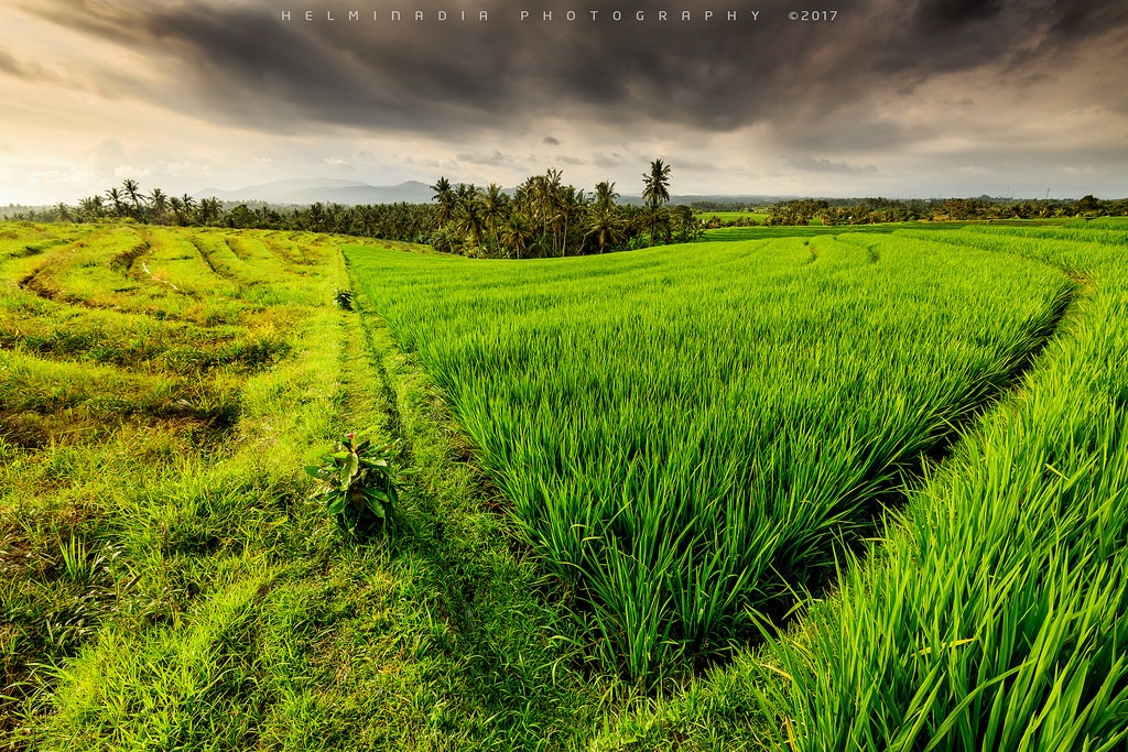 Bali Rice Terraces – The 10 Best Spots On The Island You Need To Visit