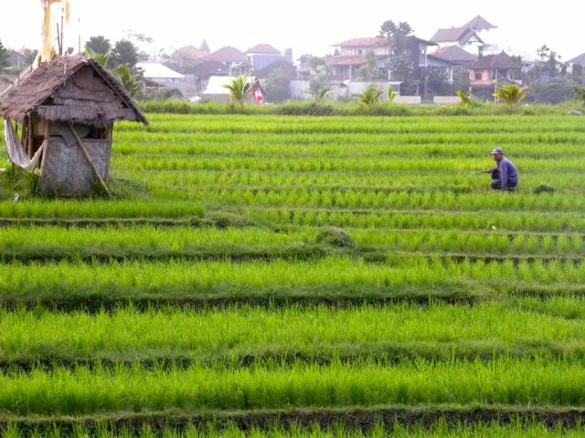 The 10 Most Beautiful Rice Terraces You Must Visit In Bali In 2025