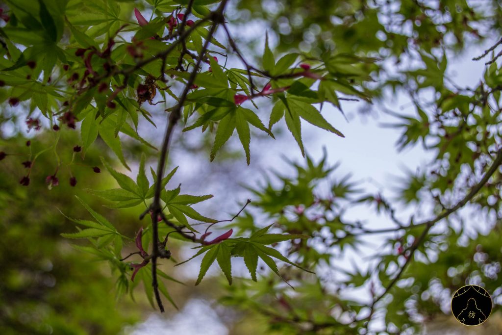 Wakayama Japan - The 10 Best Things to Do + More Travel Tips