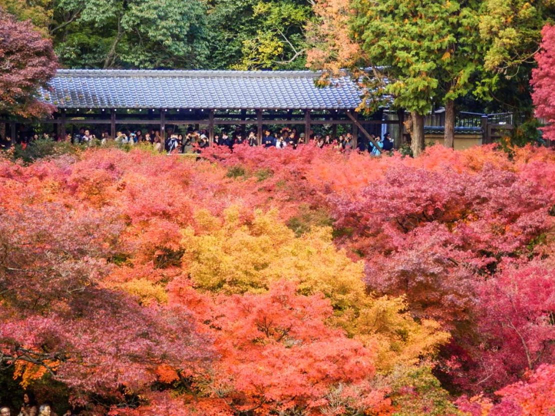2023 Autumn In Japan Travel Guide - Foliage Dates, Best Spots..