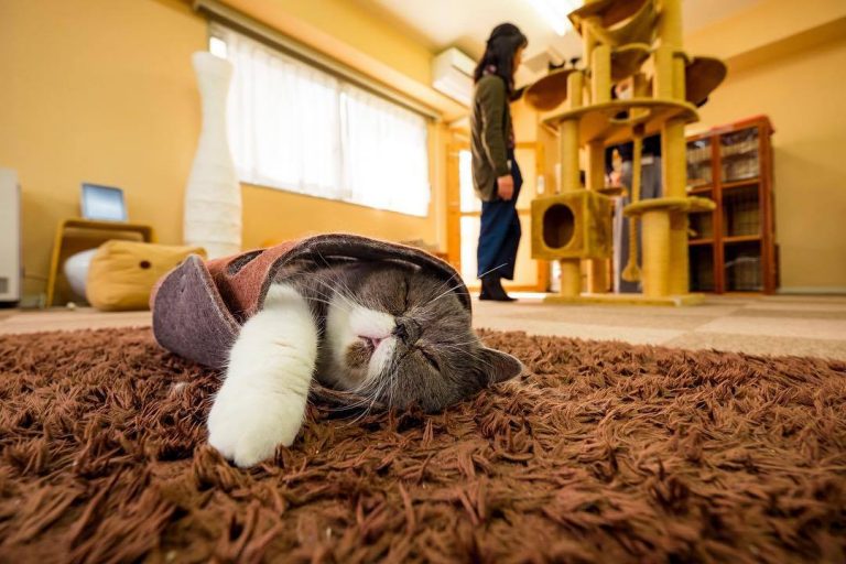 The 7 Most Unique Cat Cafes In Tokyo You Should Really Visit