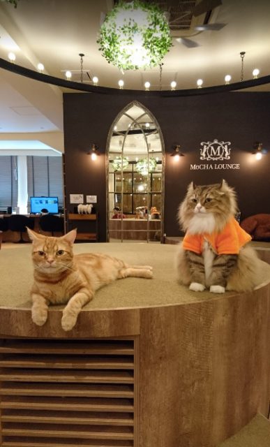 The 7 Most Unique Cat Cafes In Tokyo You Should Really Visit