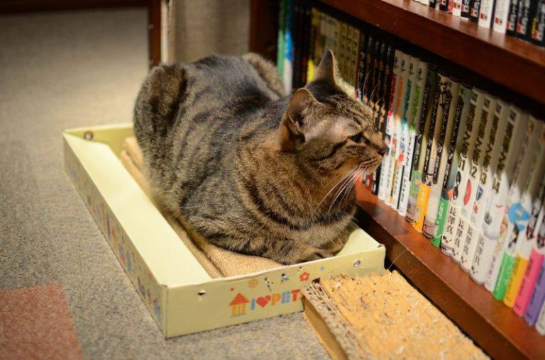 The 7 Most Unique Cat Cafes In Tokyo You Should Really Visit