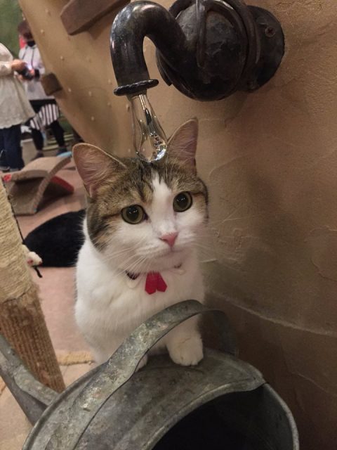 The 7 Most Unique Cat Cafes In Tokyo You Should Really Visit