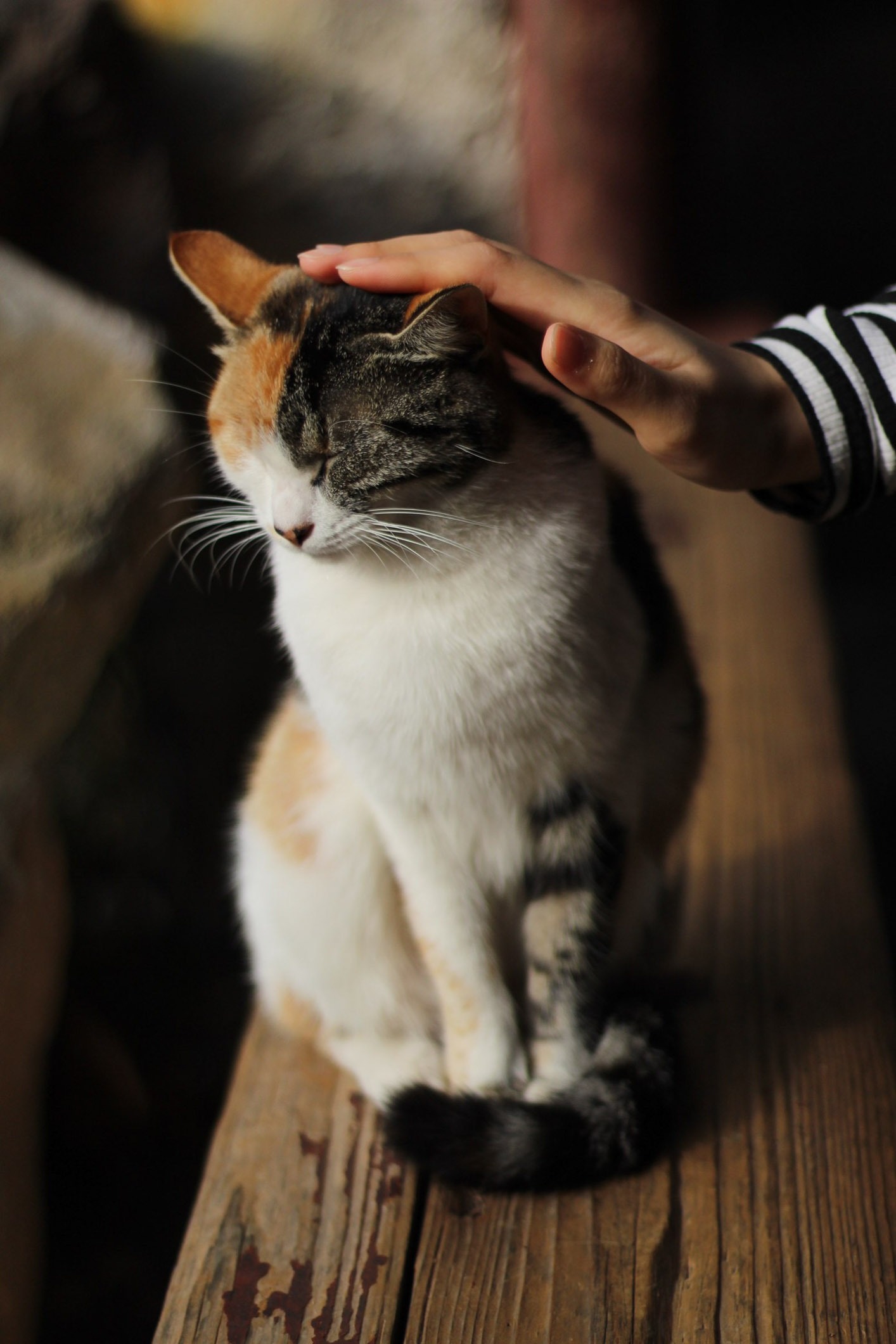 The 7 Most Unique Cat Cafes In Tokyo You Should Really Visit