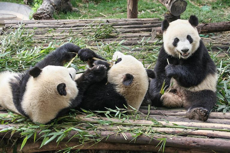 What To Do In Chengdu - 8 Unmissable Things To Do In 2026