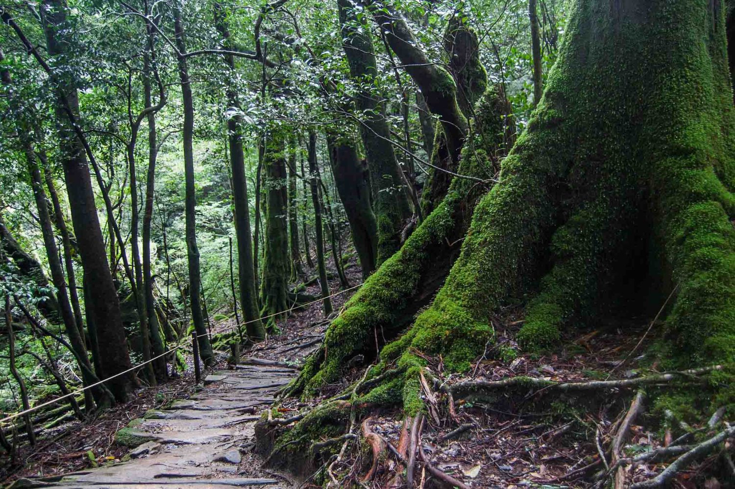 Yakushima - Explore The Island That Inspired Princess Mononoke